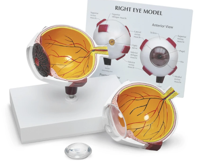 Modelo de ojo completo | RESCUE
