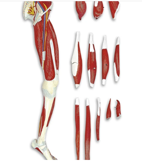 Músculo de la pierna (13 partes) | RESCUE