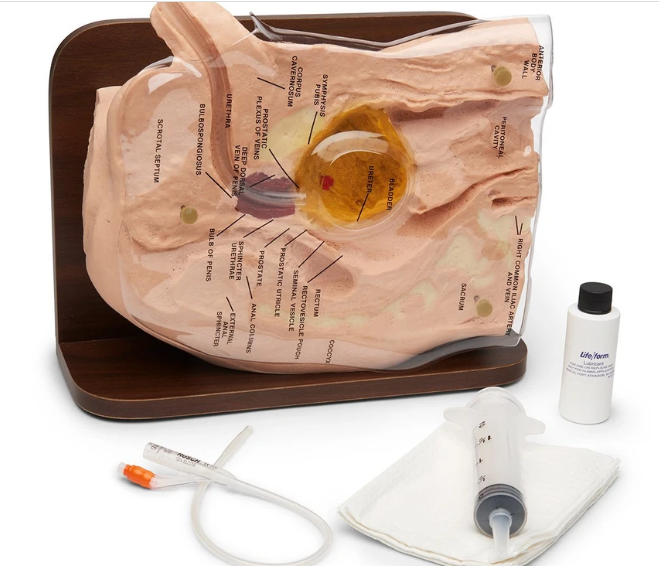 Life / form® Male Cath-Ed 1 Simulator | RESCUE